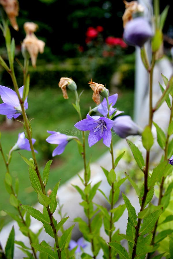 Fleur De Ballon, Campanule Chinoise, Grandiflorus De Platycodon Photo ...