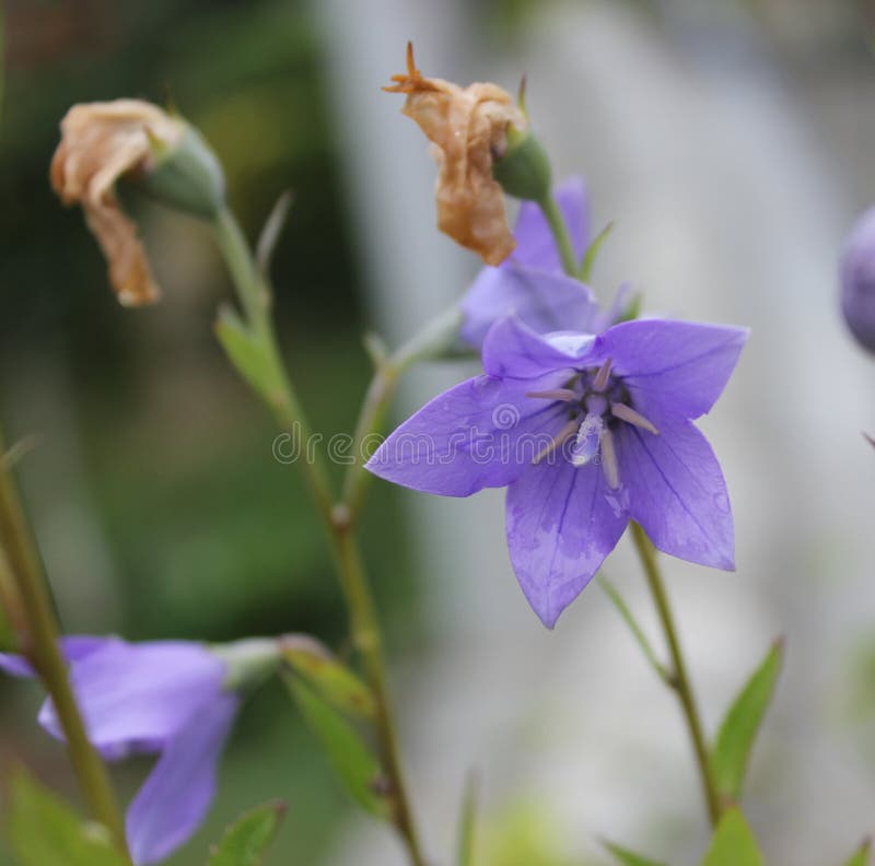 Fleur De Ballon, Campanule Chinoise, Grandiflorus De Platycodon Image ...