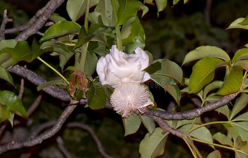 Arbre De Fleur De Baobab En Afrique Photo stock - Image du mauritius ...