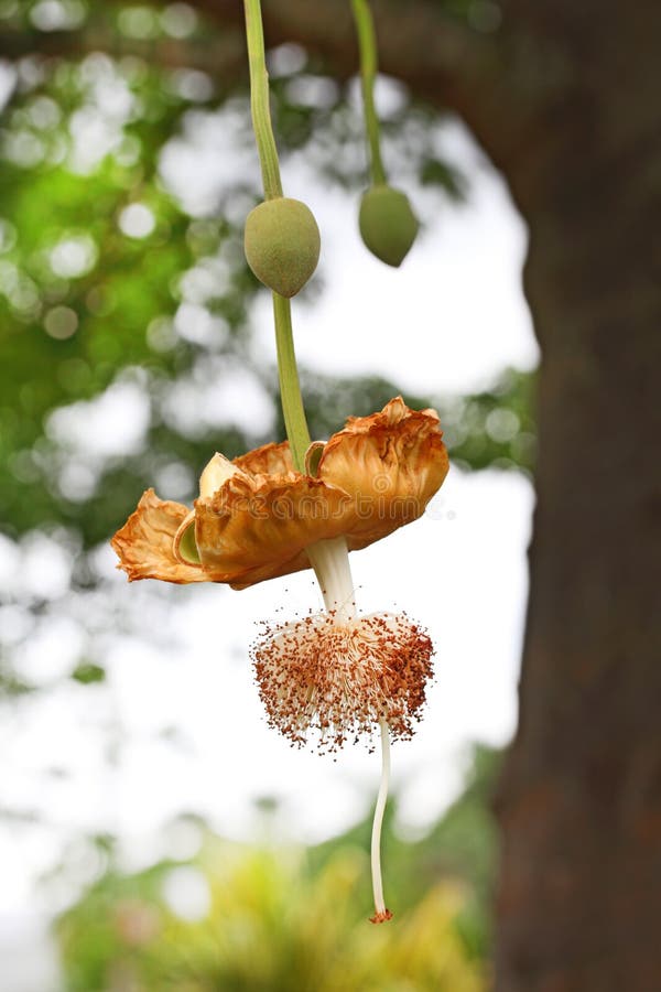 Fleur de baobab photo stock. Image du nourriture, graine - 46895322