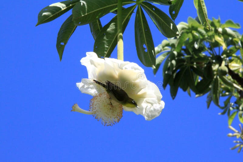 Fleur de baobab photo stock. Image du fleuraison, blanc - 49852998