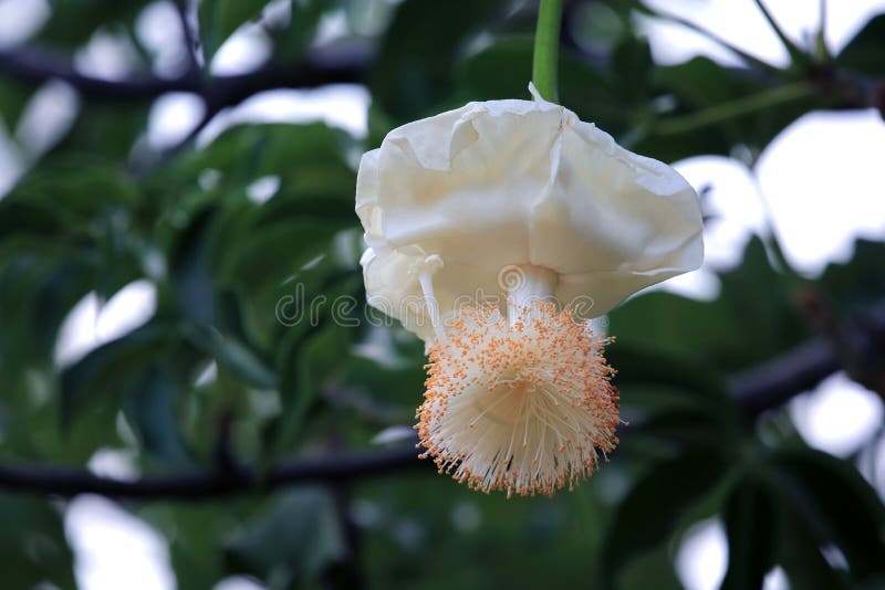 Photos de Macro De Fleur De Baobab - Photos de stock gratuites et ...