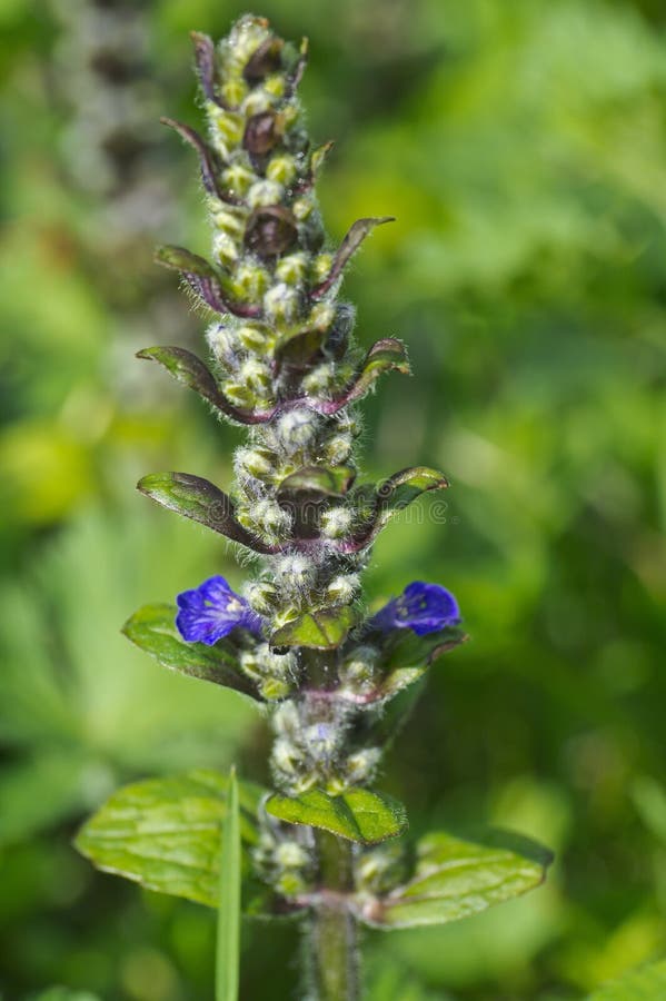 Fleur De Bugle-mauvaise Herbe Photo stock - Image du lame, ressort ...
