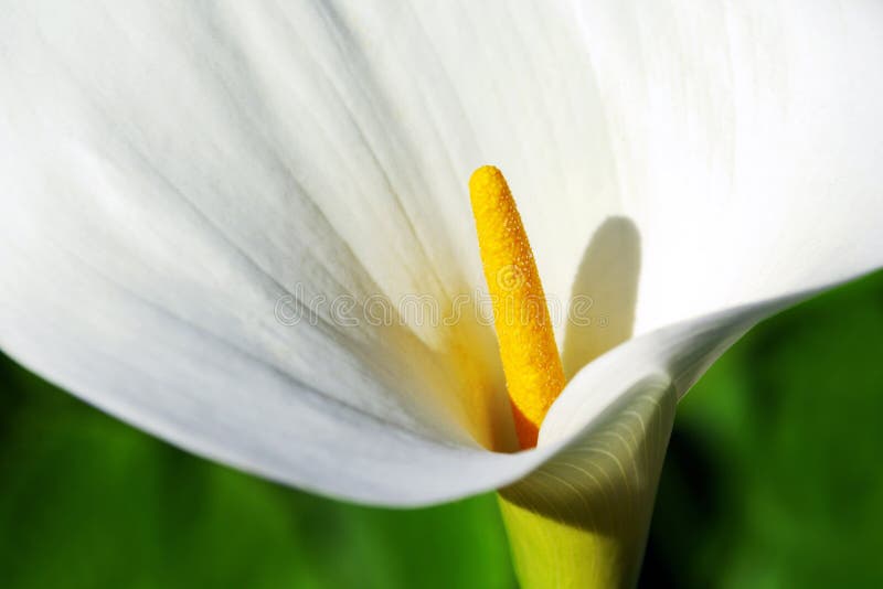 Fleur de calla photo stock. Image of cadeau, botanique - 15023152