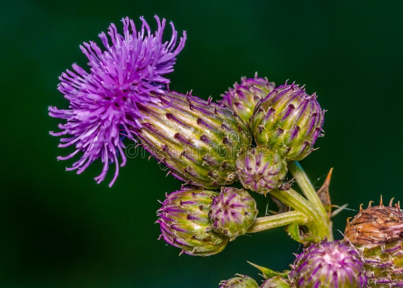 Fleur de chardon image stock. Image du sauvage, chardon - 32058195