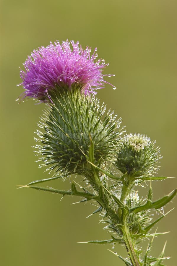 Fleur Violette De Vulgare De Cirsium De Chardon De Taureau Sur Une Tige ...