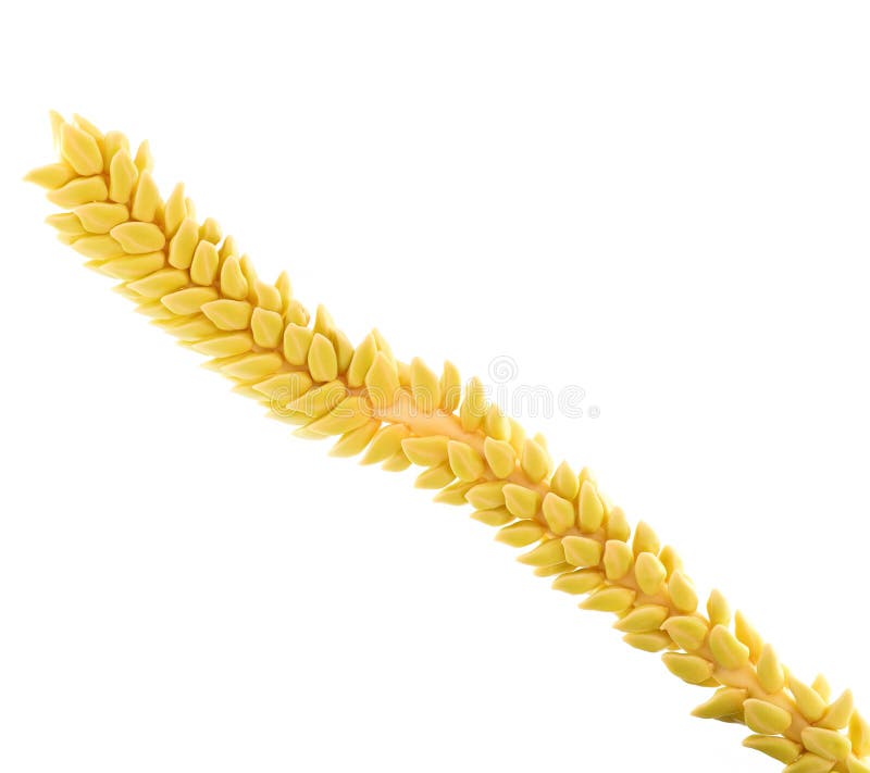 Fleur de cocotier photo stock. Image du coconut, botanique - 64516346