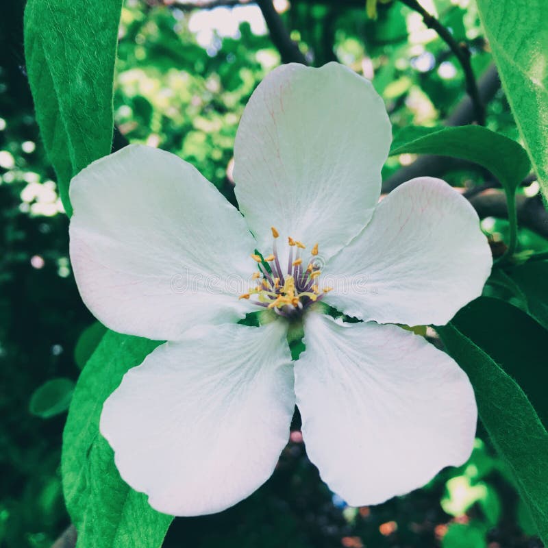 Fleur De Coing Fleurissant Autour Des Feuilles Au Soleil Image stock ...