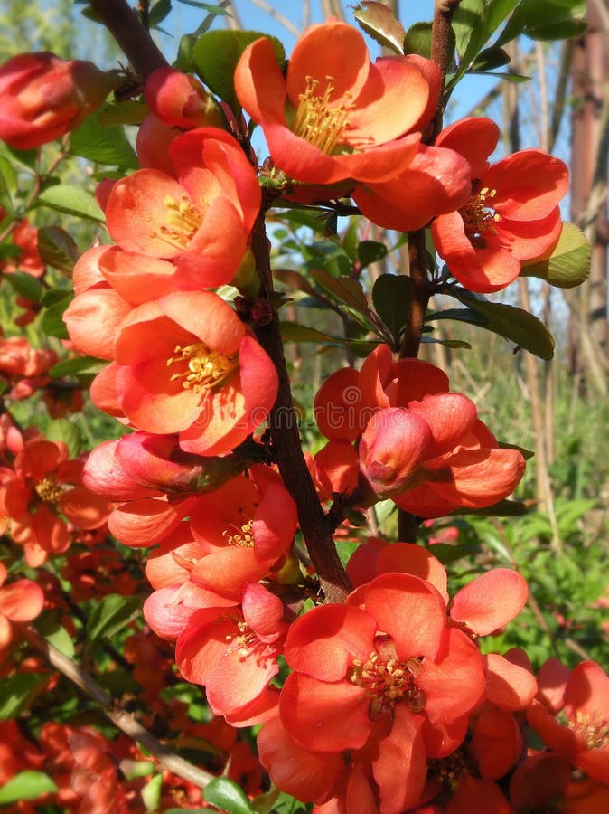 Buisson De Coing De Floraison Image stock - Image du fleurs, lituanie ...