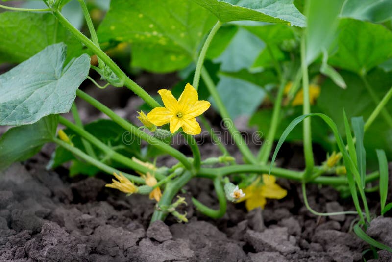 Fleur De Concombre. Fleurs De Concombre Jaune Sur Le Champ. Concombres ...
