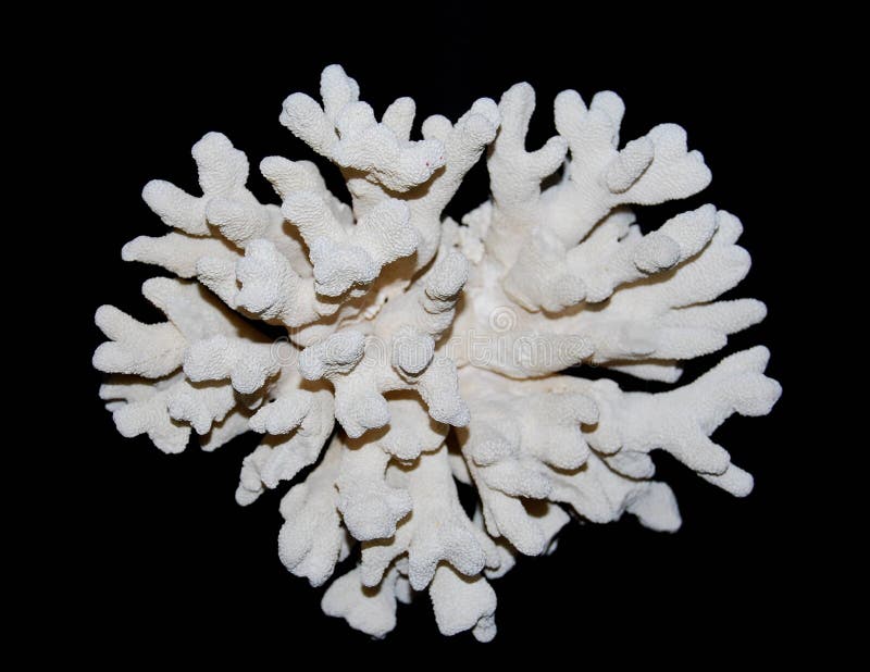 Corail blanc image stock. Image du fermer, tropique, blanc - 16409543