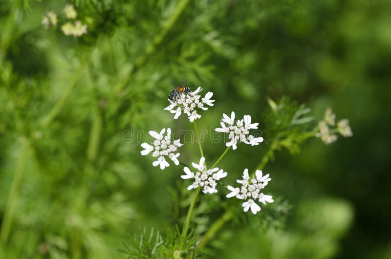 Fleur de coriandre image stock. Image of saveur, herbe - 69277917
