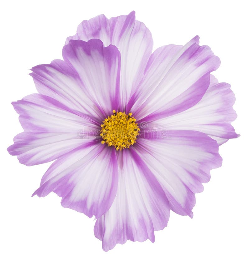 Cosmos Rose Bipinnatus De Fleur De Cosmos Photo stock - Image du jaune ...