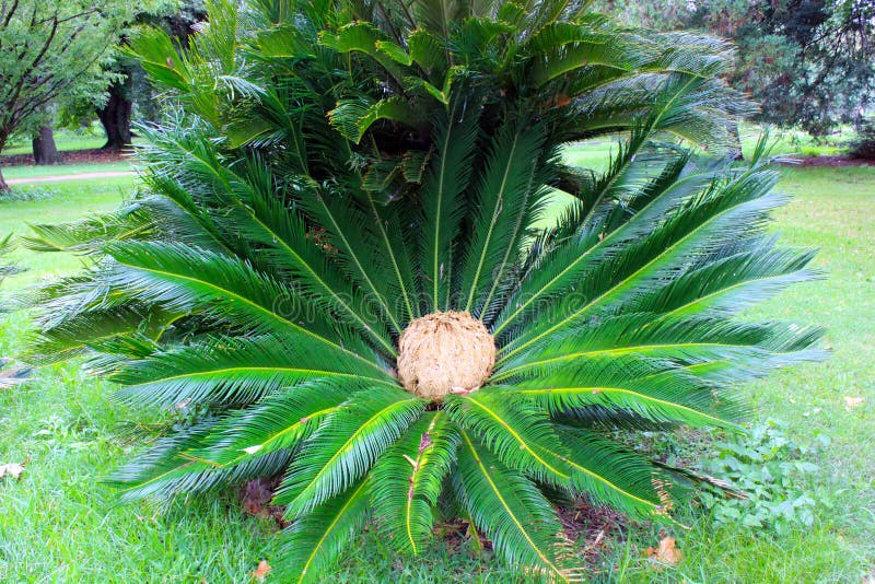 Fleur de cycas image stock. Image du uruguay, flore, arbre - 72496009