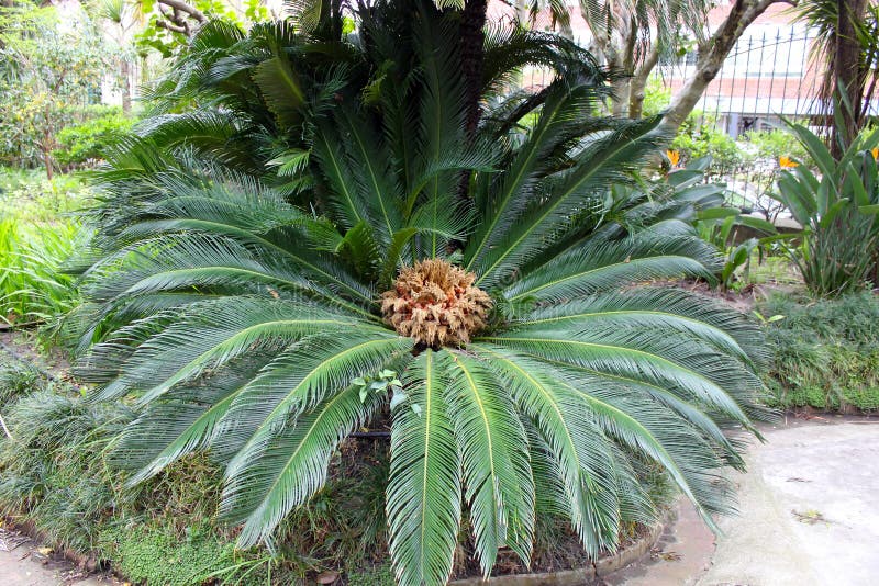 Fleur de cycas image stock. Image du uruguay, flore, arbre - 72496009