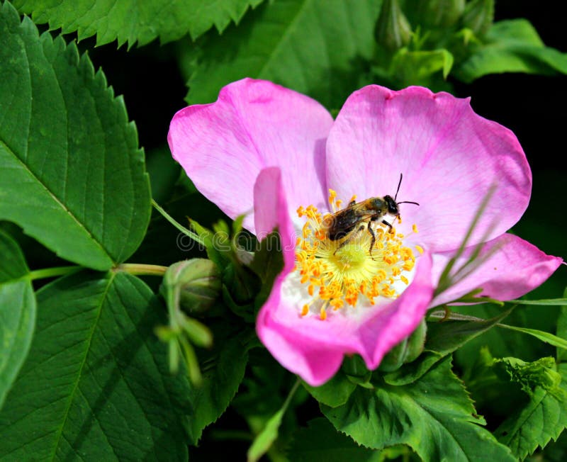 2,633 Photos de Fleur De Cynorrhodon - Photos de stock gratuites et ...