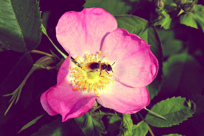 2,633 Photos de Fleur De Cynorrhodon - Photos de stock gratuites et ...