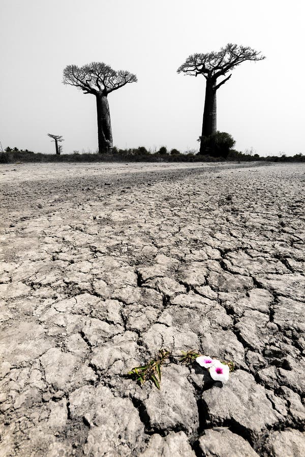 Fleur de baobab photo stock. Image du fleuraison, blanc - 49852998