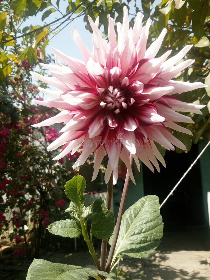 Fleur de Dhalia image stock. Image du couleur, vert, couleurs - 36731789