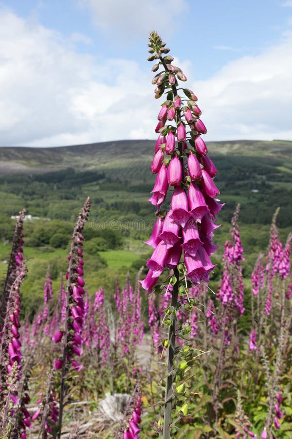 1,196 Digitales Photos libres de droits et gratuites de Dreamstime