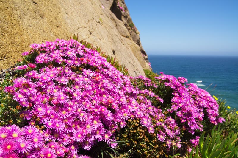 3,040 Photos de Figue De Mer - Photos de stock gratuites et libres de ...