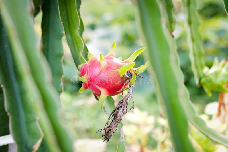 Fruit Du Dragon Ou Pitaya Sur L'arbre Dans Le Jardin Image stock ...