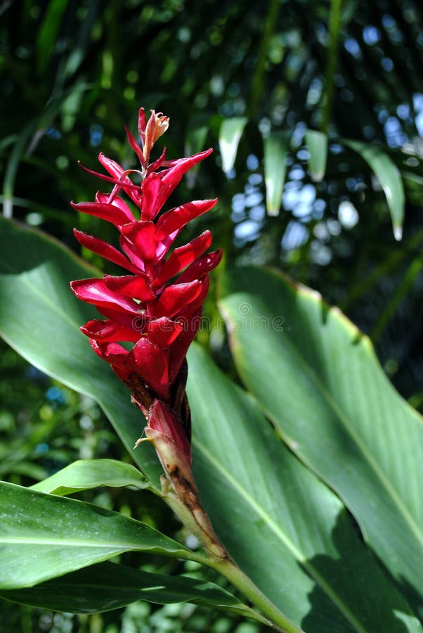 Fleur de gingembre rouge photo stock. Image du feuillage - 214981382