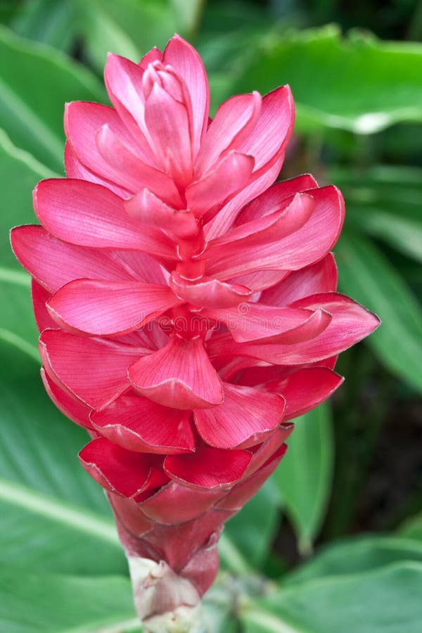 Fleur de gingembre rouge photo stock. Image of pétales - 9663096