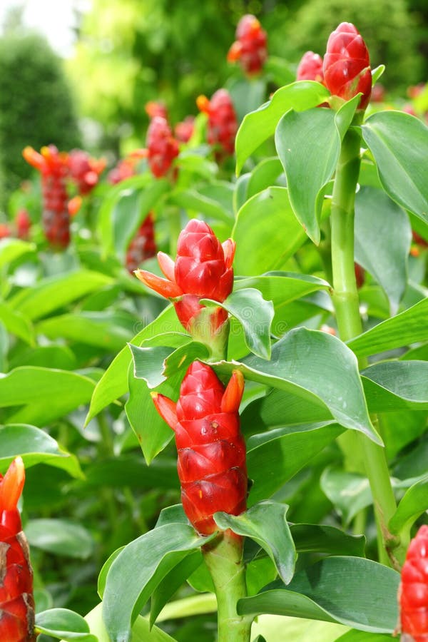Fleur De Gingembre Rouge (Alpinia Purpurata) Photo stock - Image: 26444986