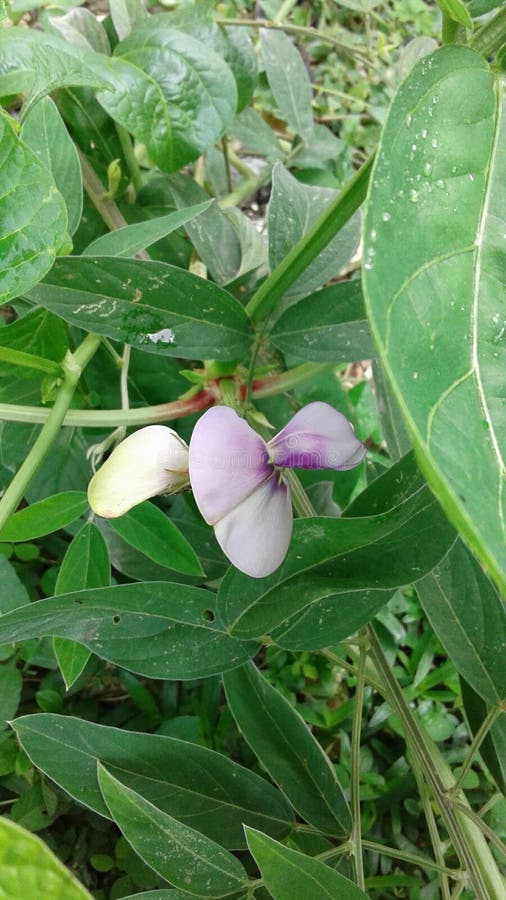 Fleur d'haricot sauvage photo stock. Image du fleur, sauvage - 4313952