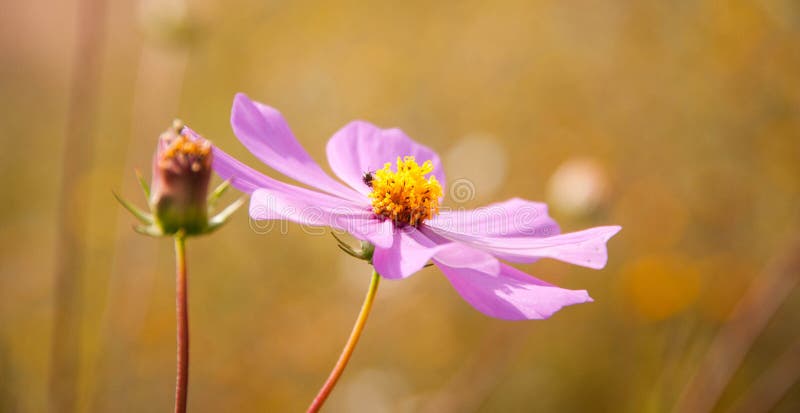 Fleur de janvier image stock. Image du ceci, fleur, montagne - 50443545