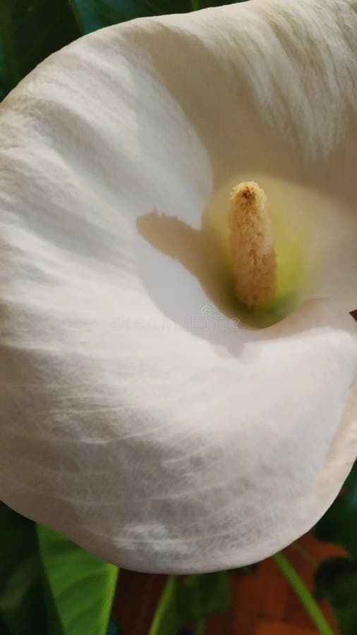 Fleur de Kala photo stock. Image du lumineux, sensuel - 18790682