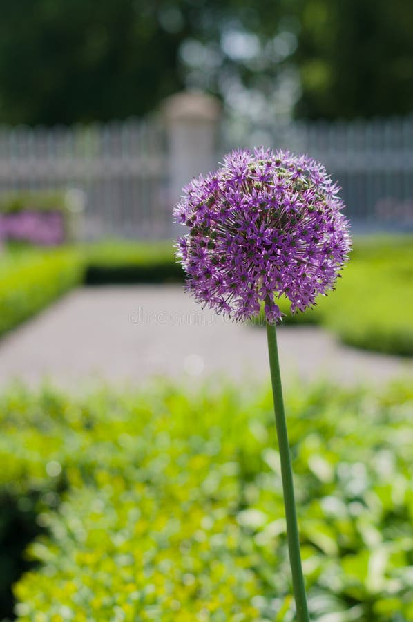 Fleur De La Fleur D'ail (allium Giganteum) Photo stock - Image du ...