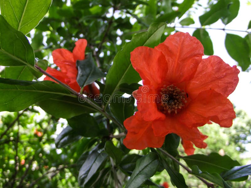 Fleur De Grenade Sur Un Fond Blanc Image stock - Image du fermer ...