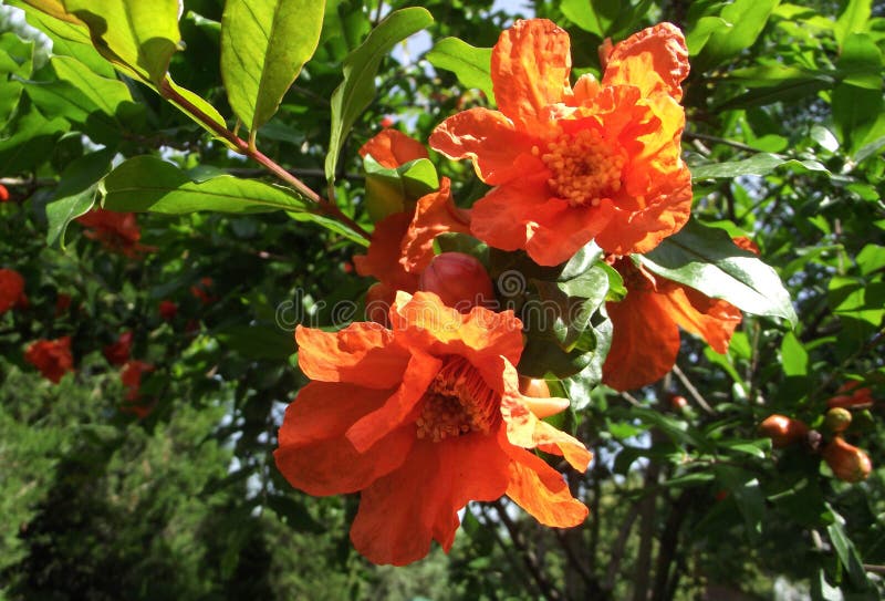 La fleur de la grenade photo stock. Image du centrales - 42279780