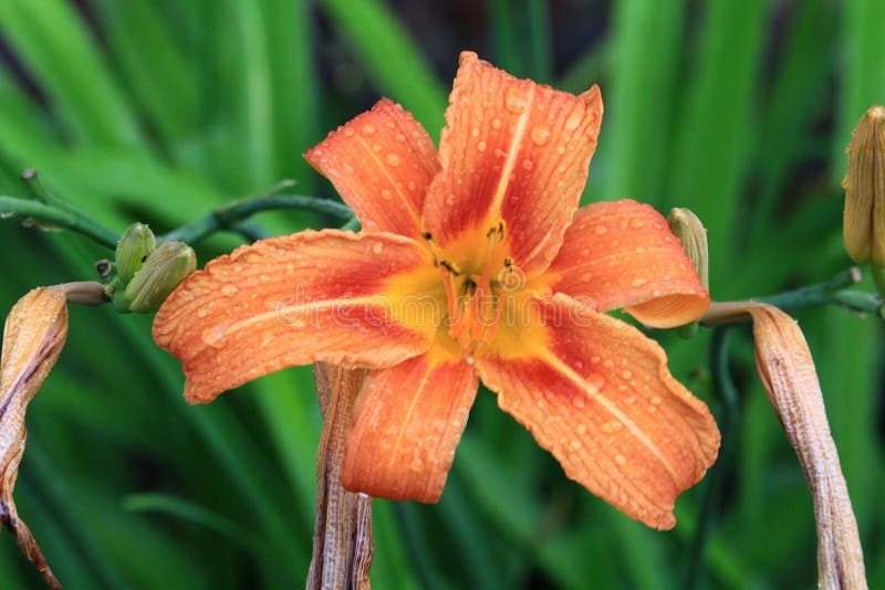 Fleur de Lili image stock. Image of lame, isolement, fond - 96848471