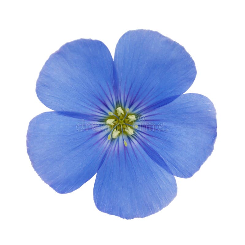 Fleur De Lin D'isolement Sur Le Fond Blanc Image stock - Image du ...