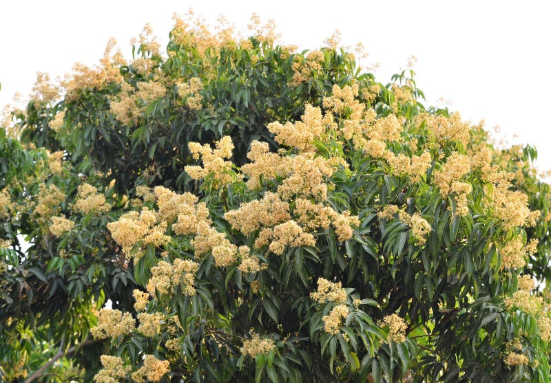 Fleur de litchi image stock. Image du nature, verger - 40012833