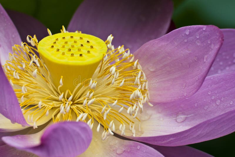 Pistil de fleur de Lotus photo stock. Image du extérieur - 43170722
