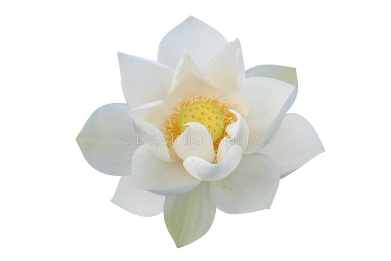 Fleur de lotus blanc photo stock. Image du inde, conception - 14860942