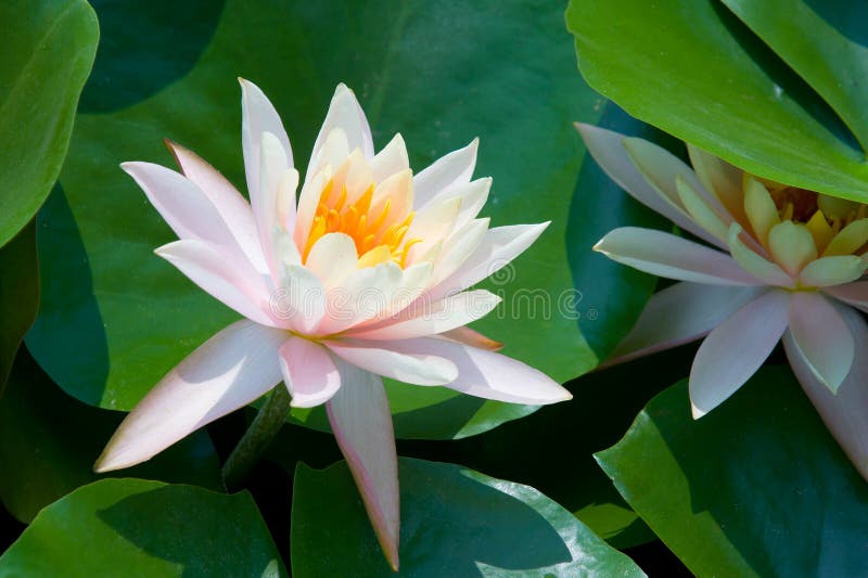 Fleur de lotus rose image stock. Image du jardin, culture - 19743689