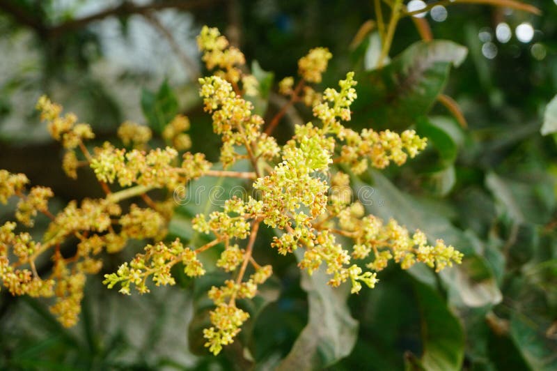 Fleur de mangue photo stock. Image of arbres, fleurs - 90093164