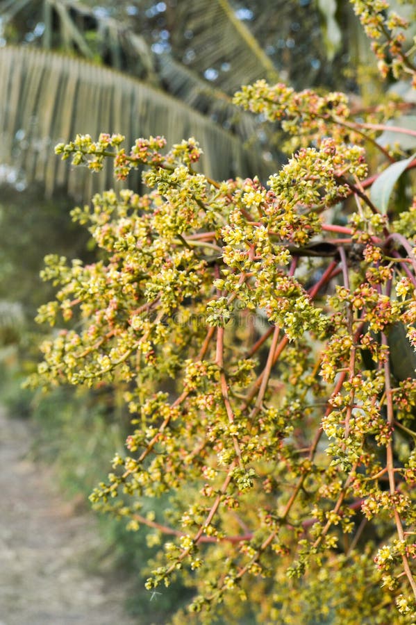 Fleur de mangue photo stock. Image du jardin, mangue - 50113666