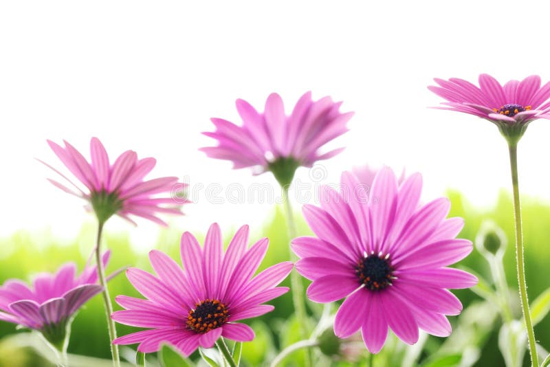 Fleur de marguerite photo stock. Image du marguerite - 18998828