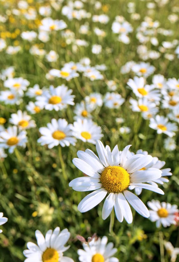 Fleur de marguerite photo stock. Image du environnement - 27075020