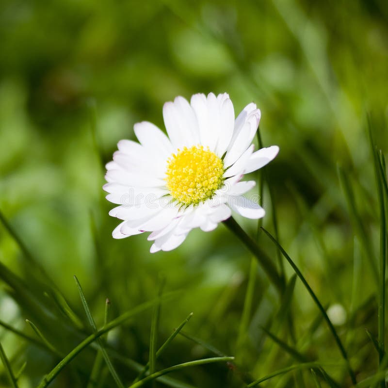 Fleur De Marguerite Commune En Fleur Photo stock - Image du fleuraison ...