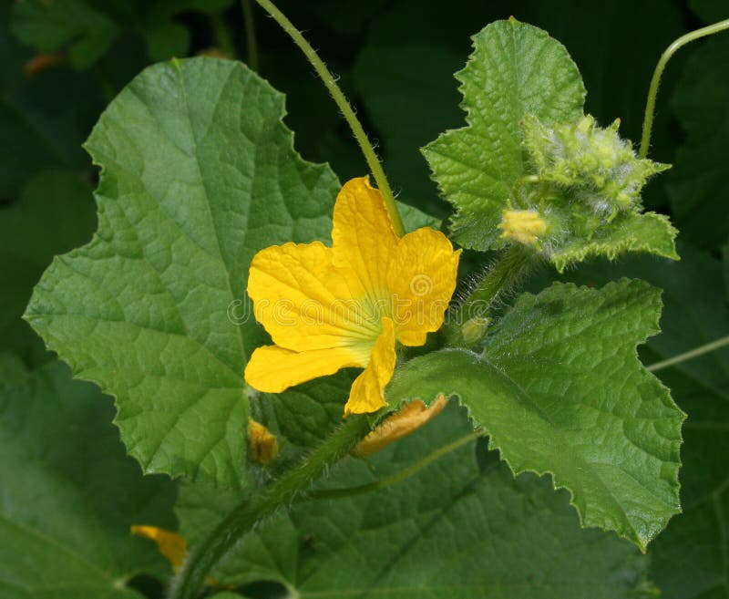 Fleur de melon de roche photo stock. Image du fruits, jaune - 1901772