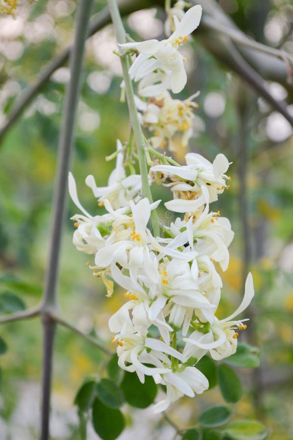 Graines De Moringa Oleifera Image stock - Image du brun, graine: 81060363