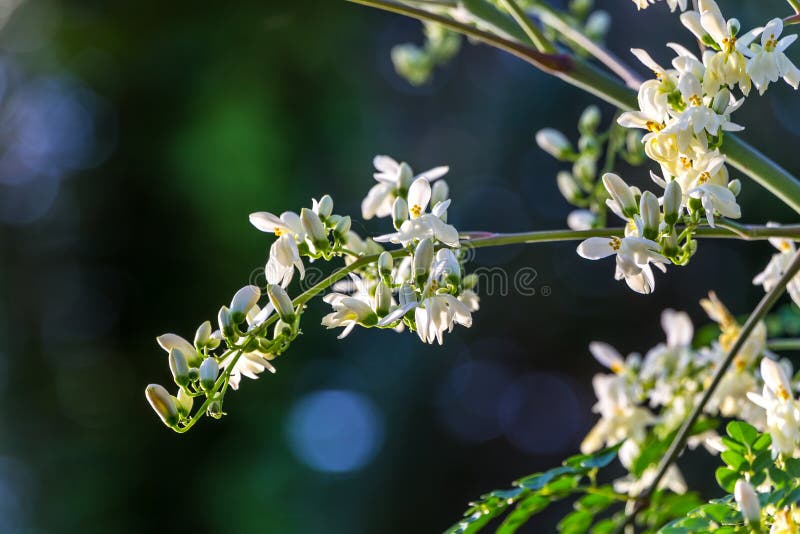 Fleur De Moringa Sur L'arbre Photo stock - Image du nourriture, superbe ...