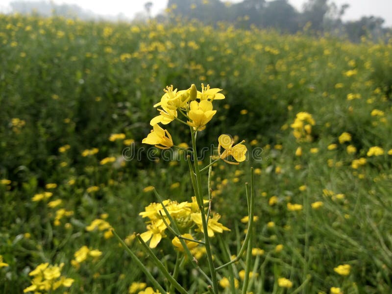 Fleur de moutarde photo stock. Image du horizontal, agriculture - 28705730